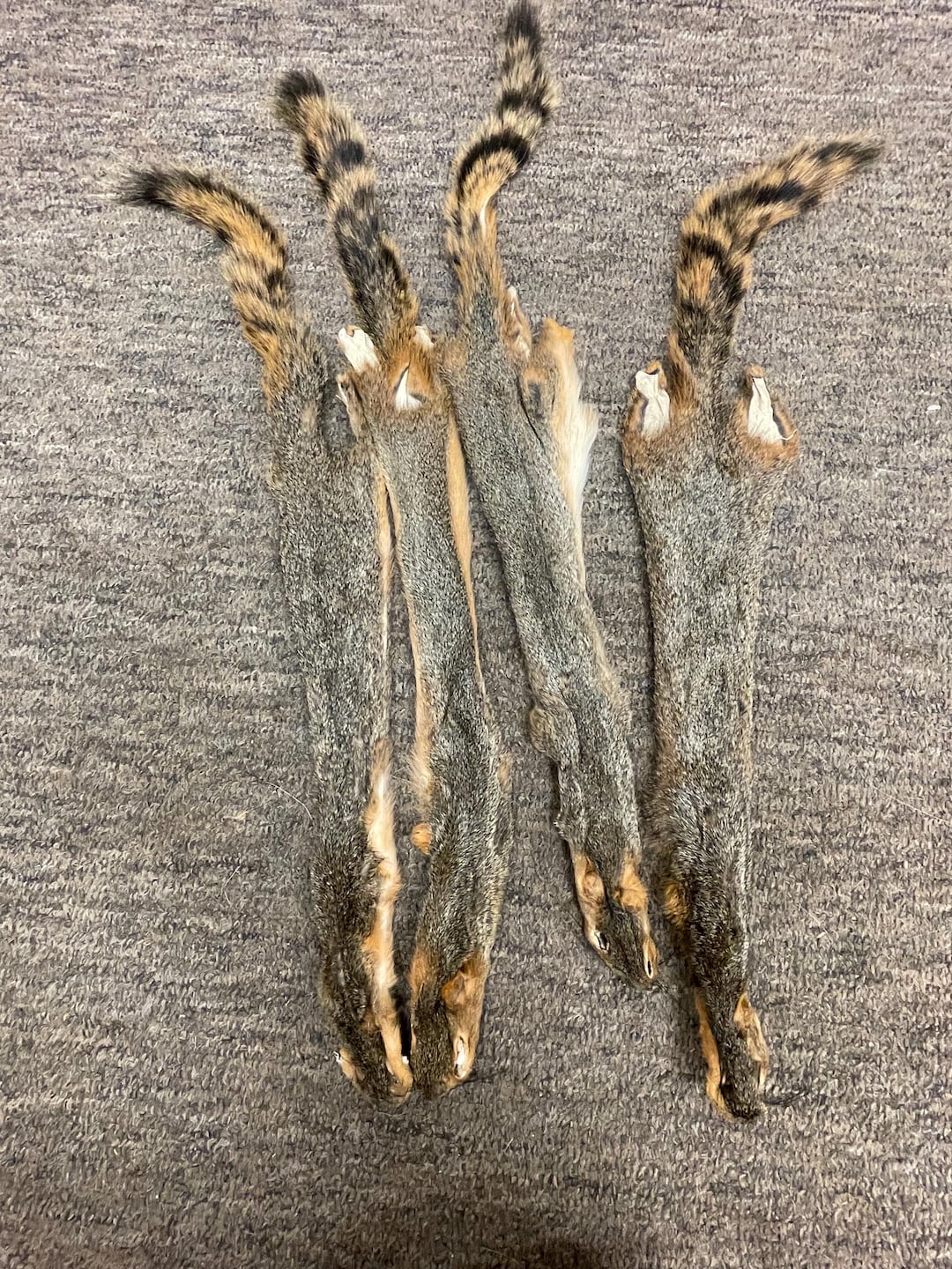 Fox Squirrel Pelt Tanned - Etsy
