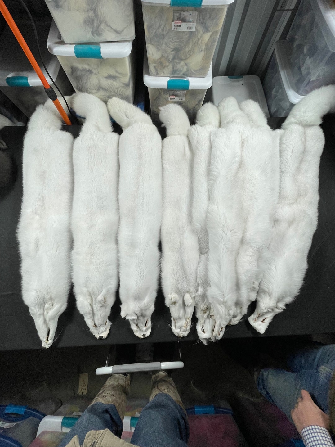 Tanned Fox Blue Shadow Fox Arctic Fox Soft Tanned Real Fur - Etsy