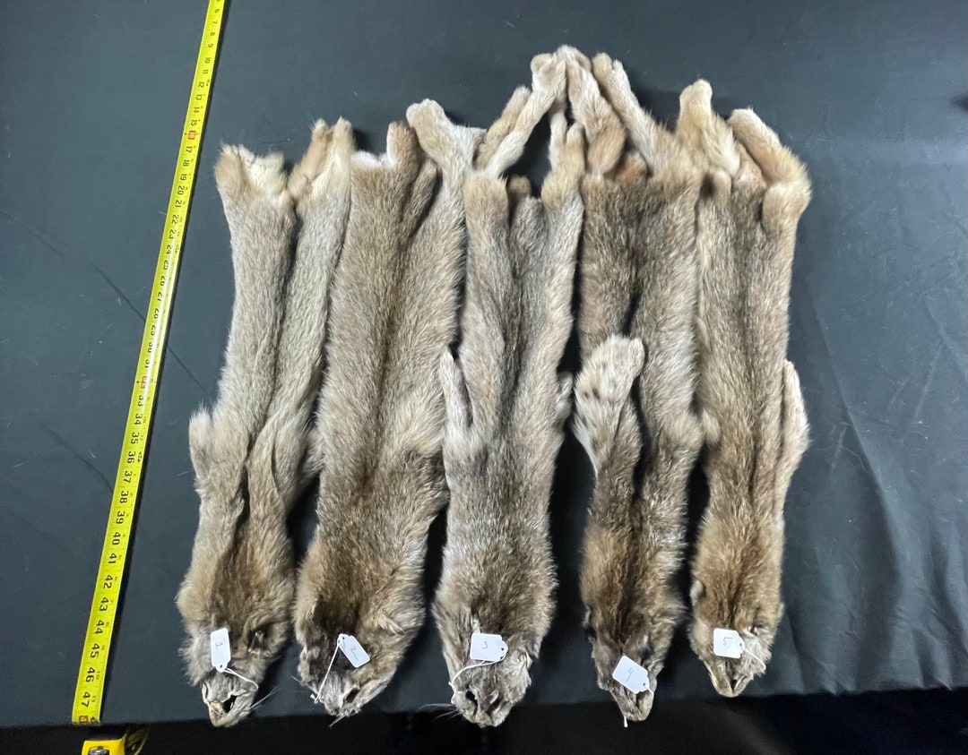 Tanned Lynx Soft Tanned Hides Medium - Etsy