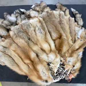 Tanned Western Red Fox Professional Soft Tanned Silky Fur - Etsy