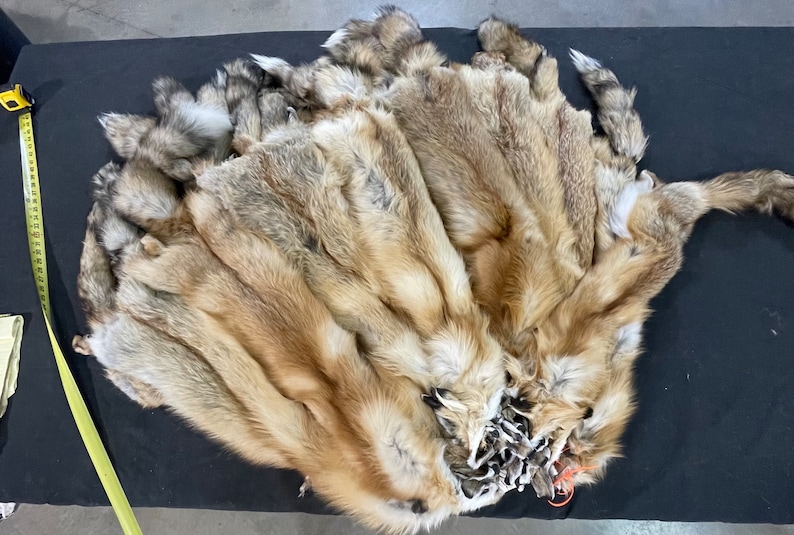 Tanned Western Red Fox Professional Soft Tanned Silky Fur - Etsy