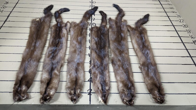 Tanned Wild Mink Soft Tanned Hides Males - Etsy