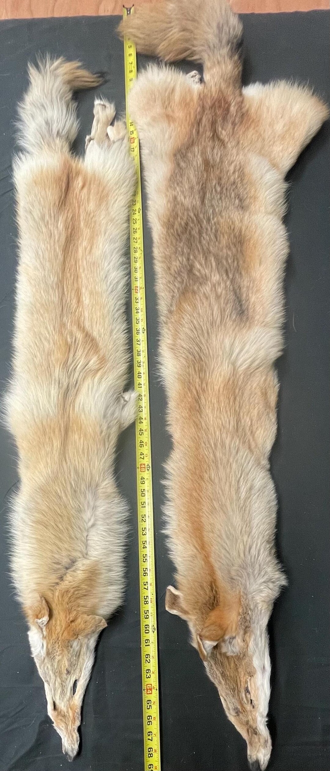 Tanned Red Coyotes Heavy Lighter Red Soft Tanned Hides - Etsy