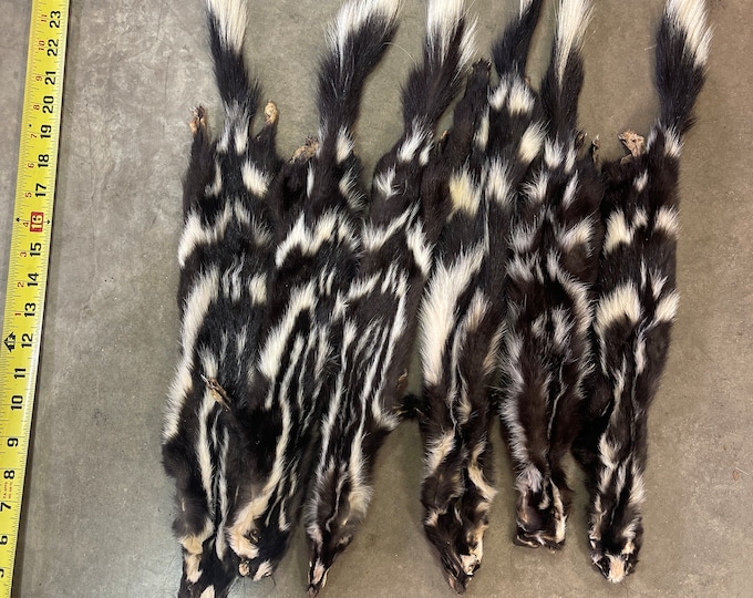 Tanned Spotted Skunk Hide With Feet - Etsy
