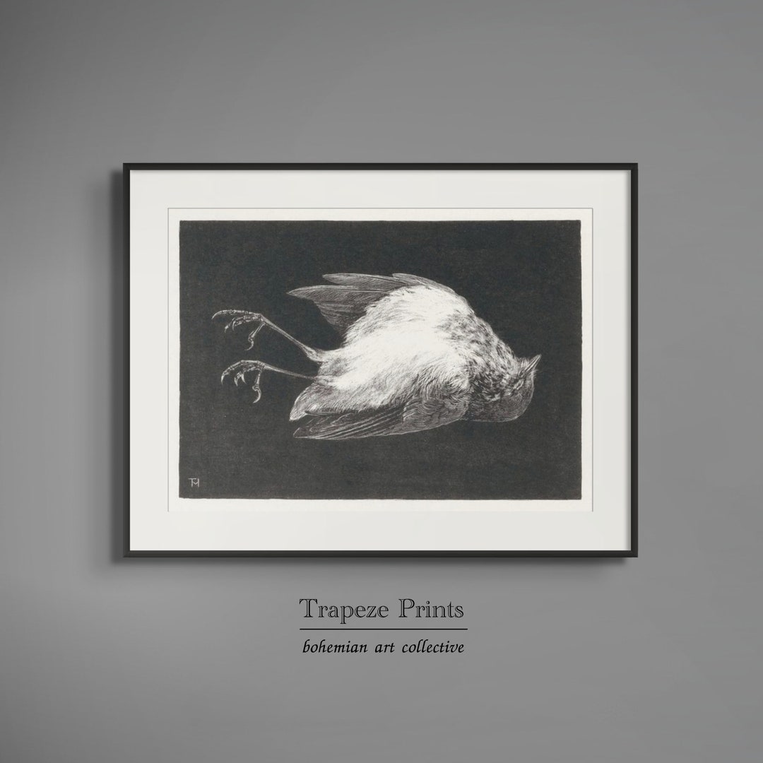 Vintage Morbid Death Art | Antique 1800s Black & White Dead Bird ...