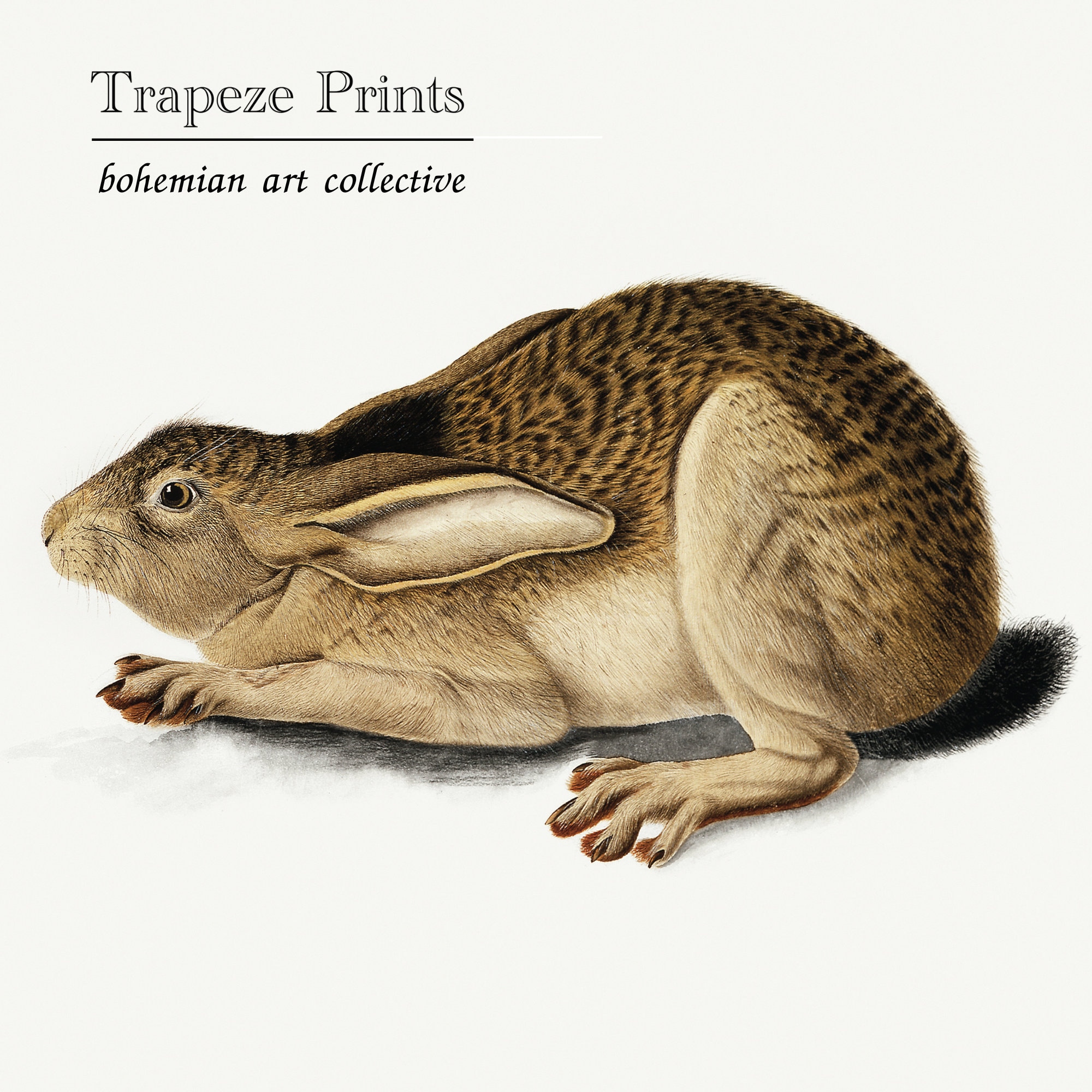 Antique 1800s Rabbit Painting Print Vintage Neutral Farmhouse Wall Art ...