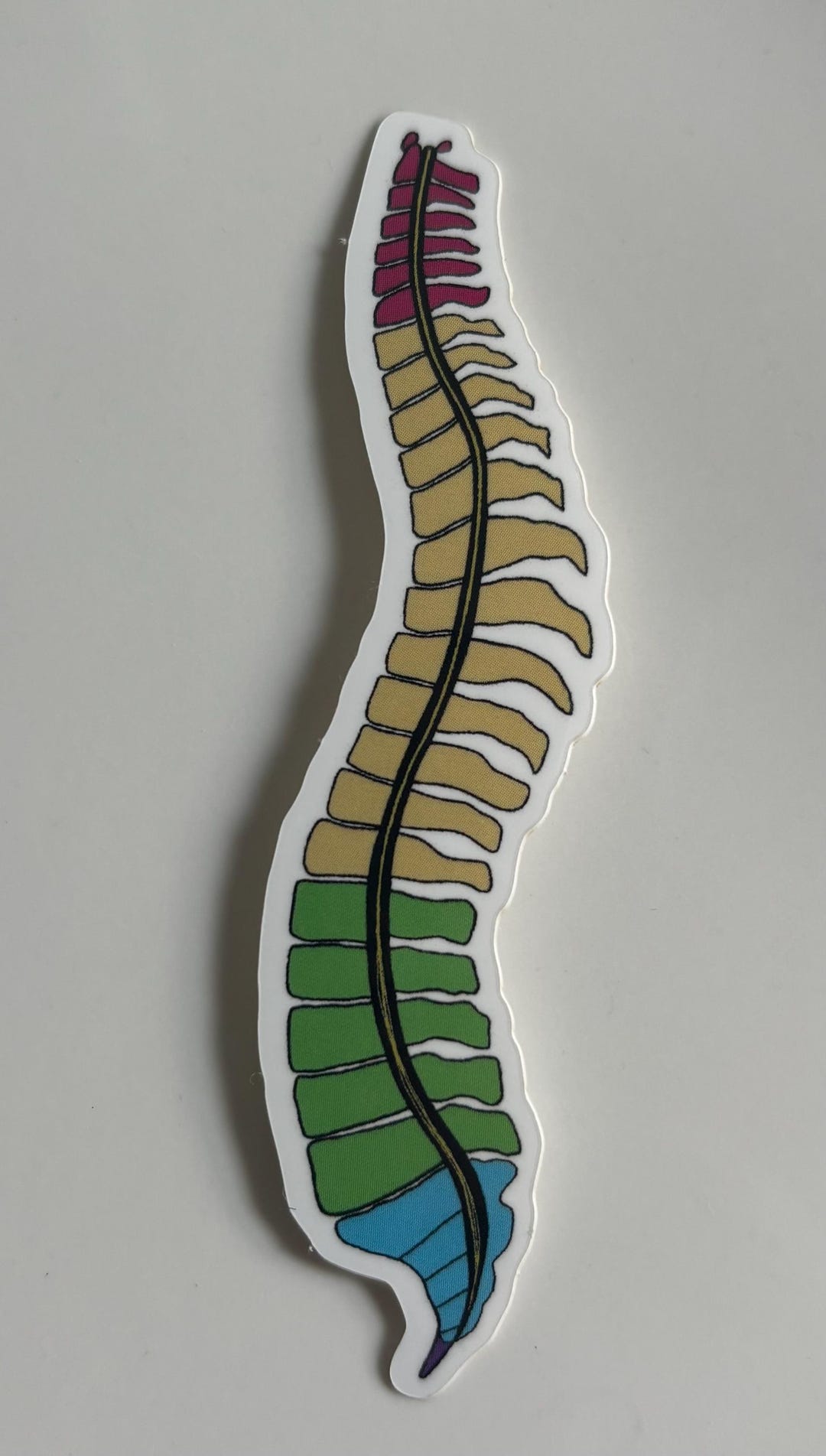 Colorful Spine Sticker, 0.9" X 3.5" Spinal Cord, Neuro, Healthcare ...