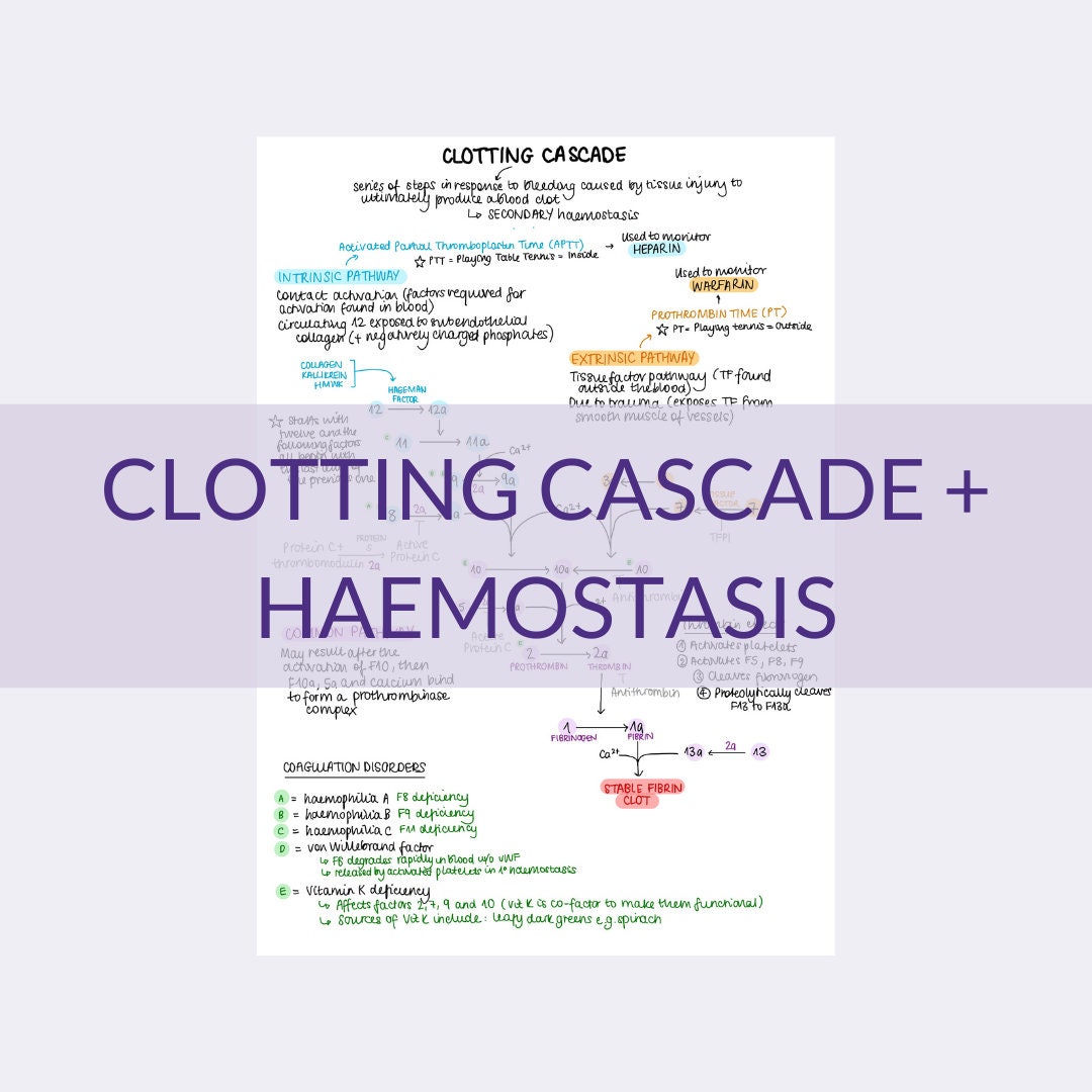 Clotting Cascade + Haemostasis Cheat Sheet | Handwritten Notes - Etsy UK