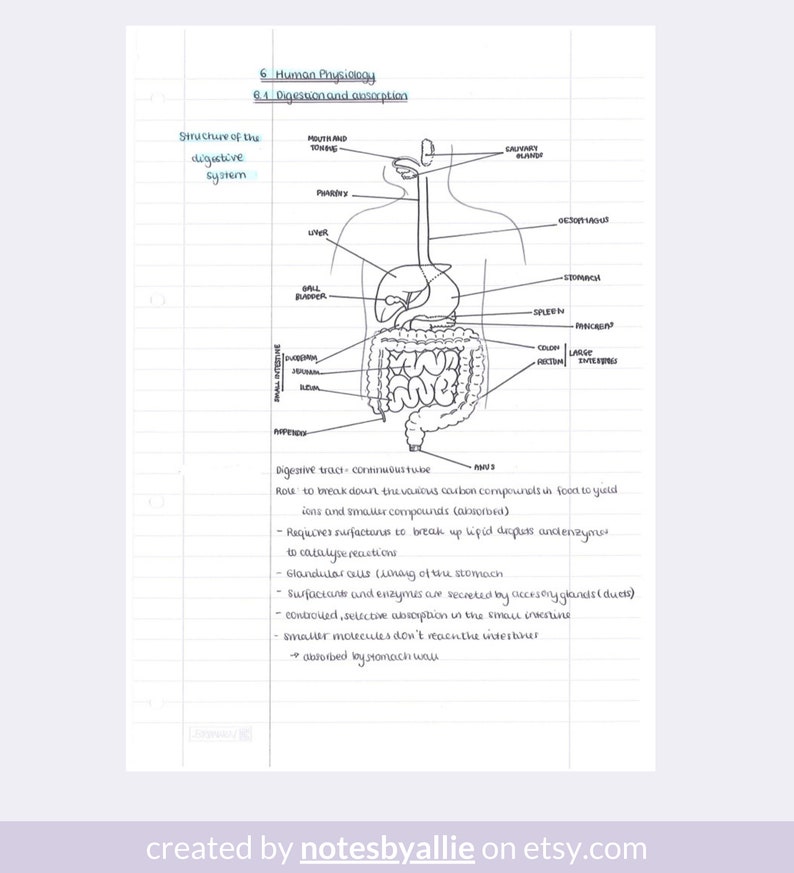 IB Biology Notes SL and HL | Handwritten Revision Notes | Study Guide ...