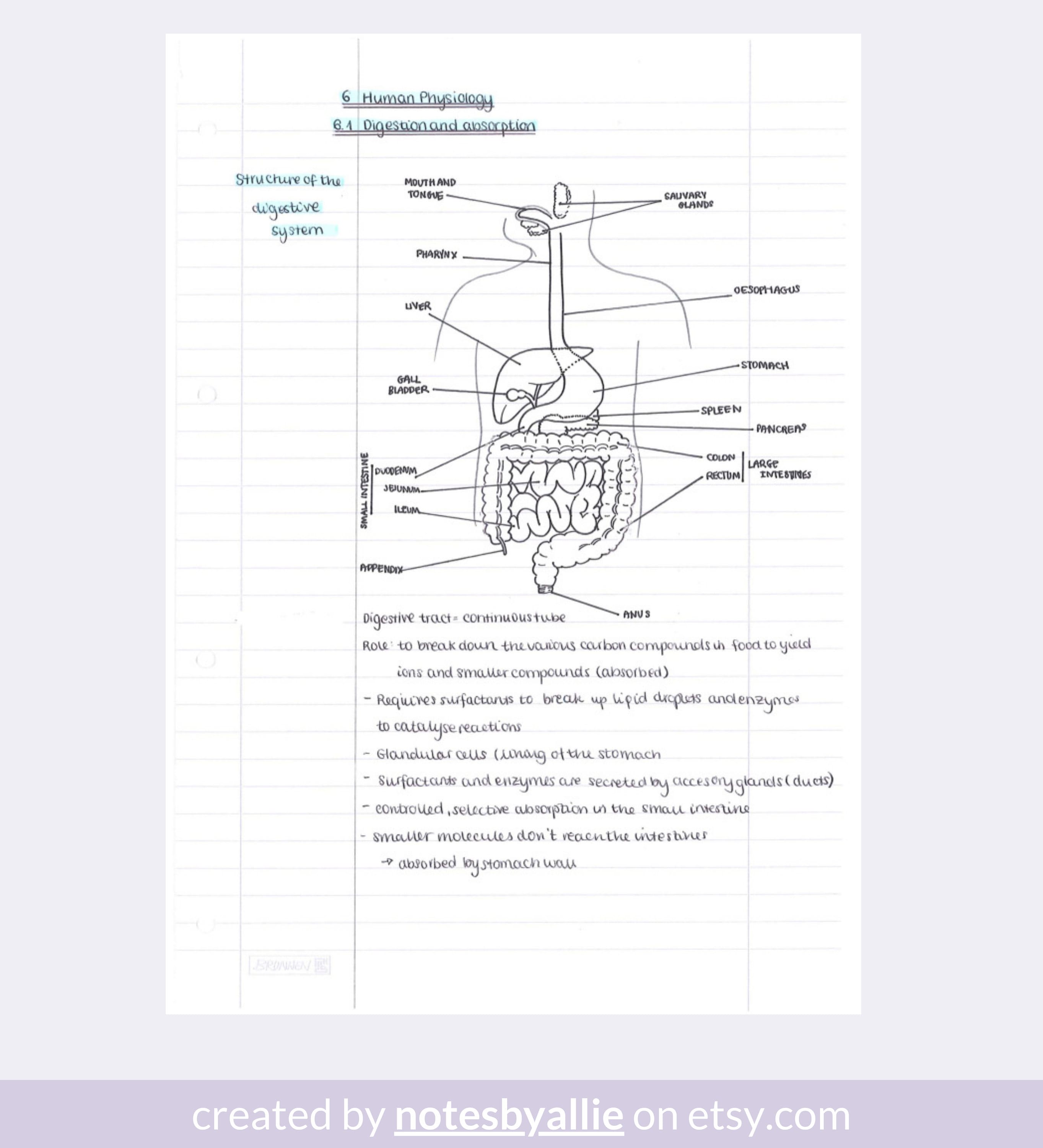 IB Biology Notes SL and HL | Handwritten Revision Notes | Study Guide ...