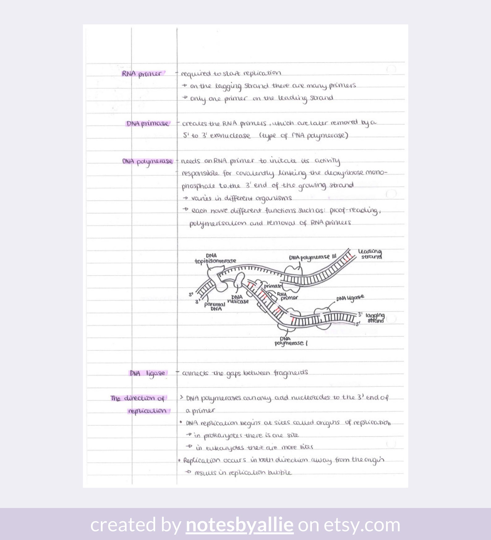 IB Biology Notes SL and HL | Handwritten Revision Notes | Study Guide ...