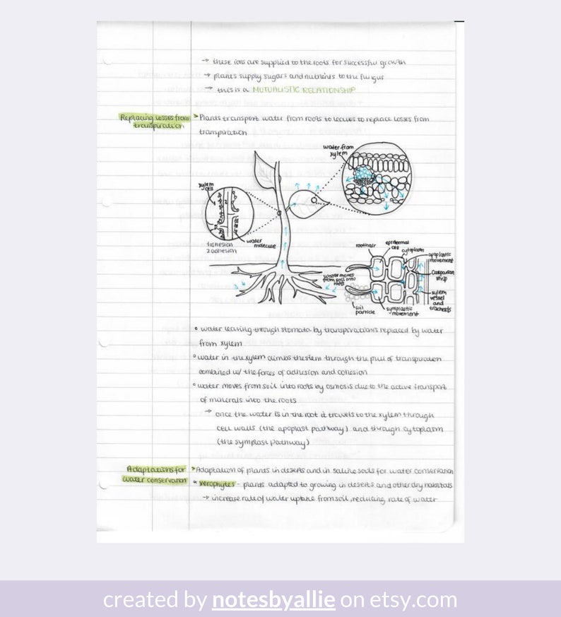 IB Biology Notes SL and HL | Handwritten Revision Notes | Study Guide ...