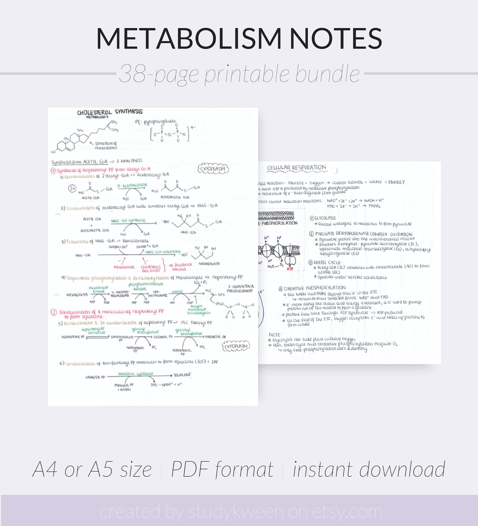 Metabolism Medical School Study Guide Handwritten Notes - Etsy