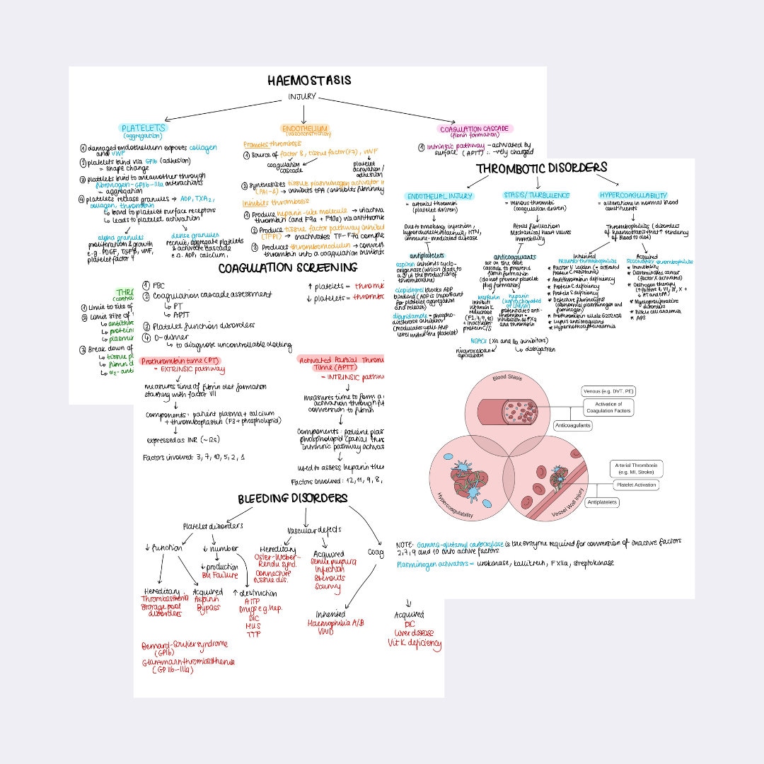 Clotting Cascade + Haemostasis Cheat Sheet | Handwritten Notes - Etsy UK