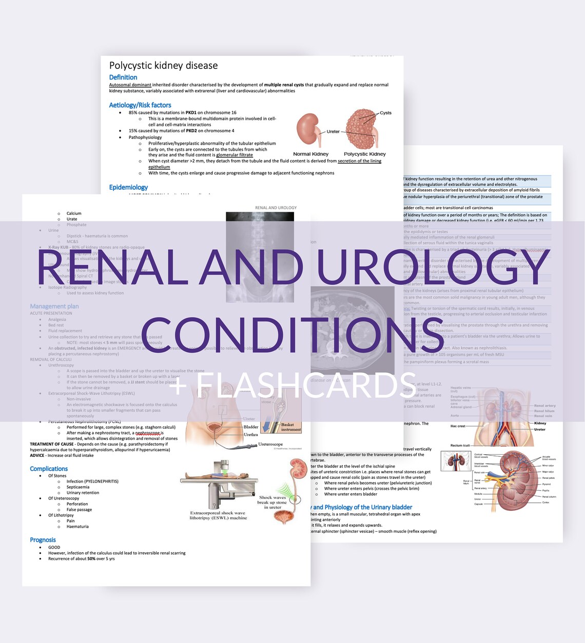 Renal and Urology Conditions With Flashcards | Medical School Study ...