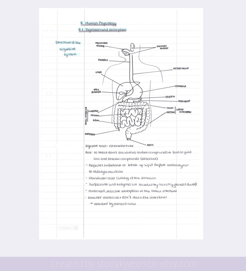 IB Biology Notes SL and HL Handwritten Revision Notes Study Guide ...
