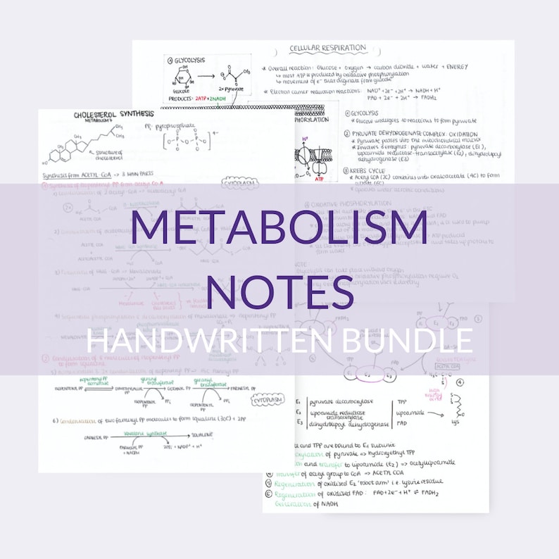 Metabolism Medical School Study Guide | Handwritten Notes - Etsy