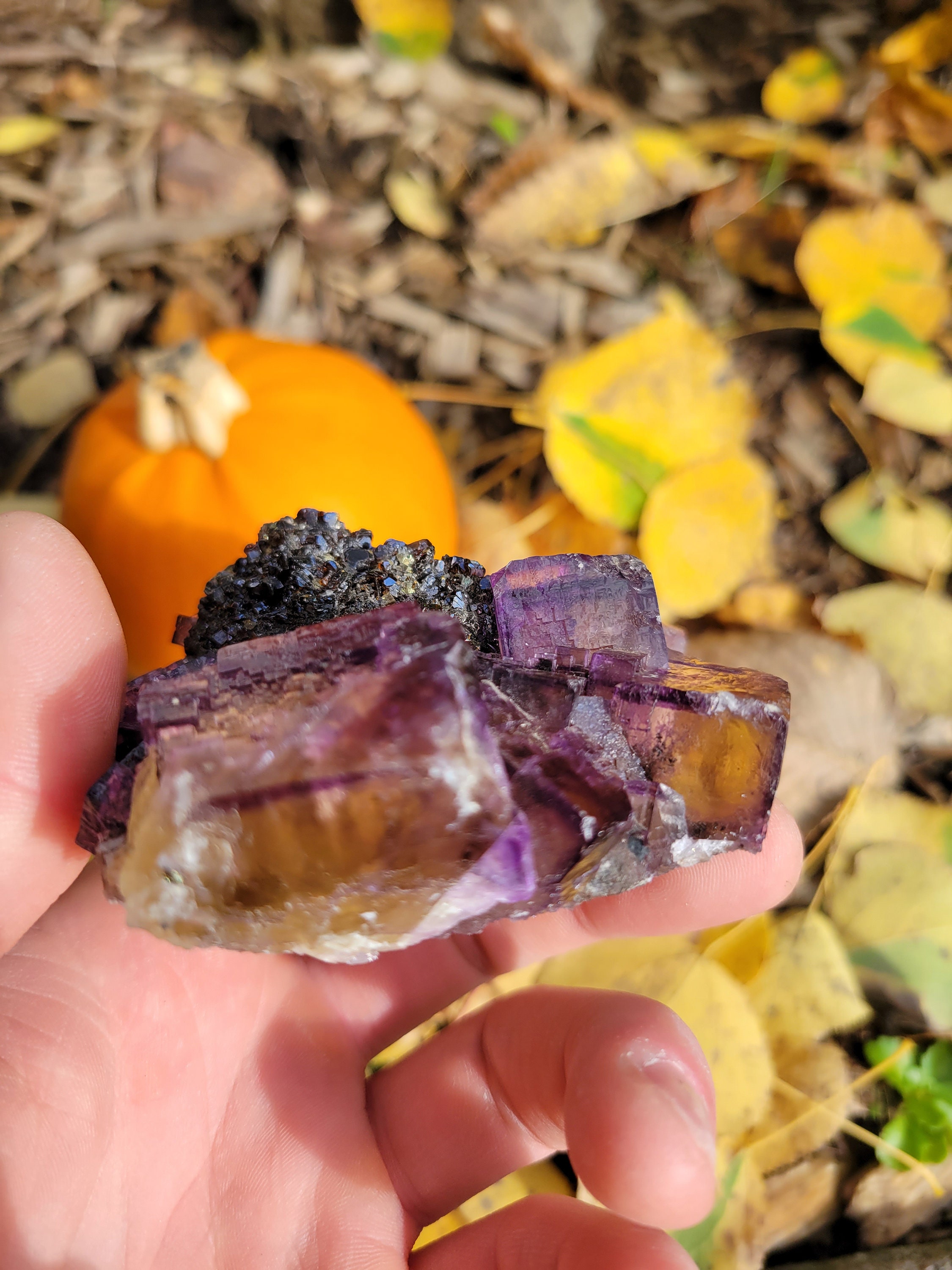 Purple Yellow Phantom Cubic Fluorite With Chalcopyrite Inclusions ...
