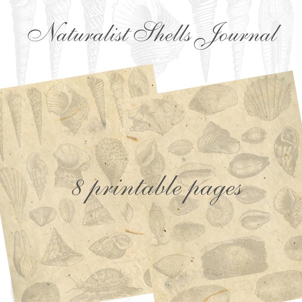 Shell Drawings - Etsy