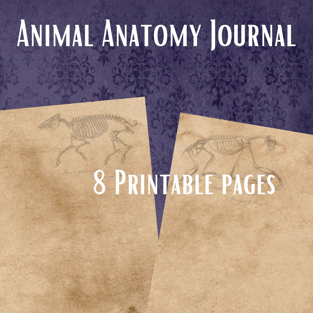 Animal Bones Anatomy Drawings Printable Notes Pages | Journal Pages ...