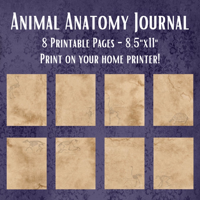 Animal Bones Anatomy Drawings Printable Notes Pages | Journal Pages ...