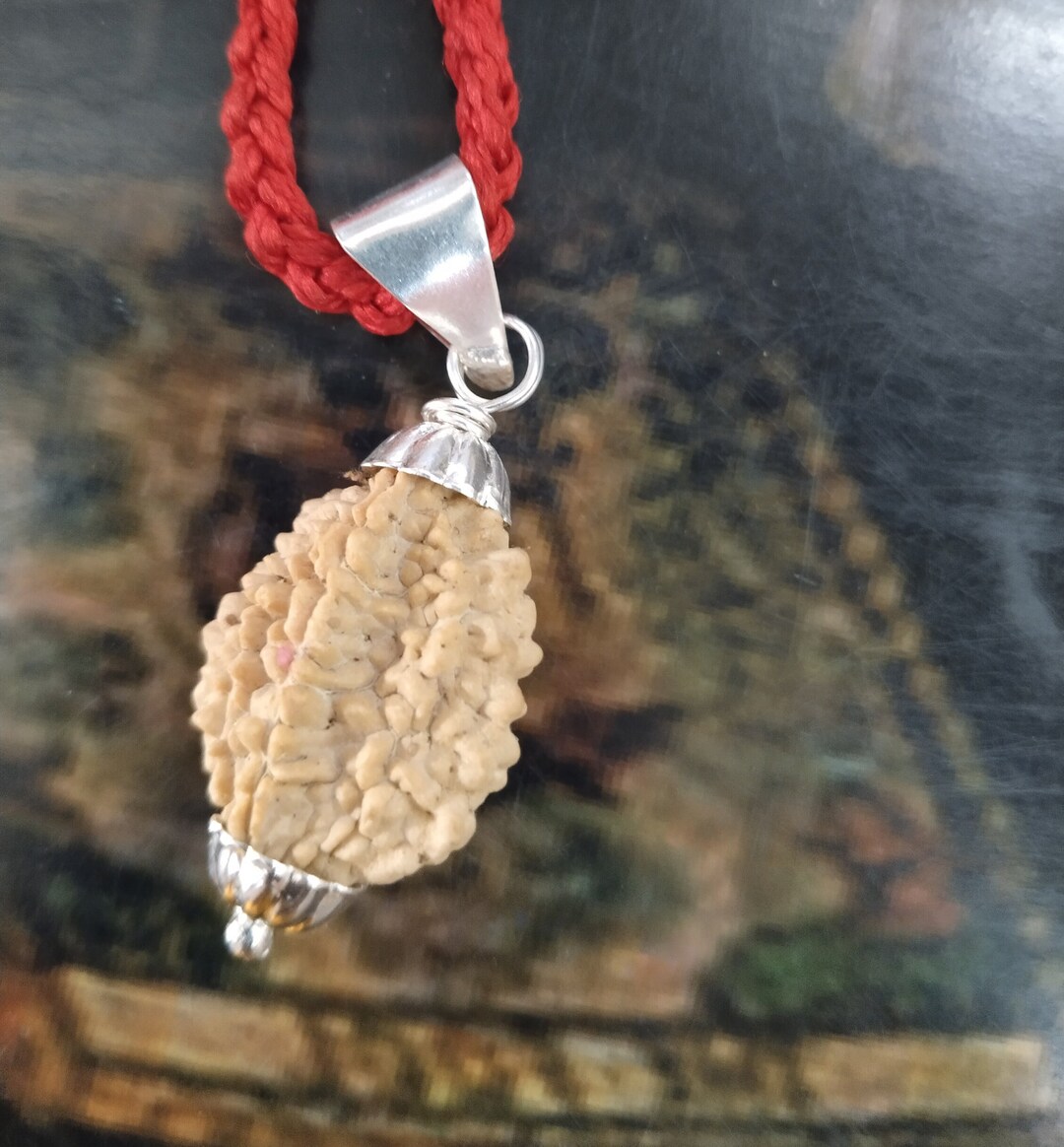 2 Mukhi Rudraksha / Two Face Rudraksh Java Bead Lab Certified 14 - 16 ...