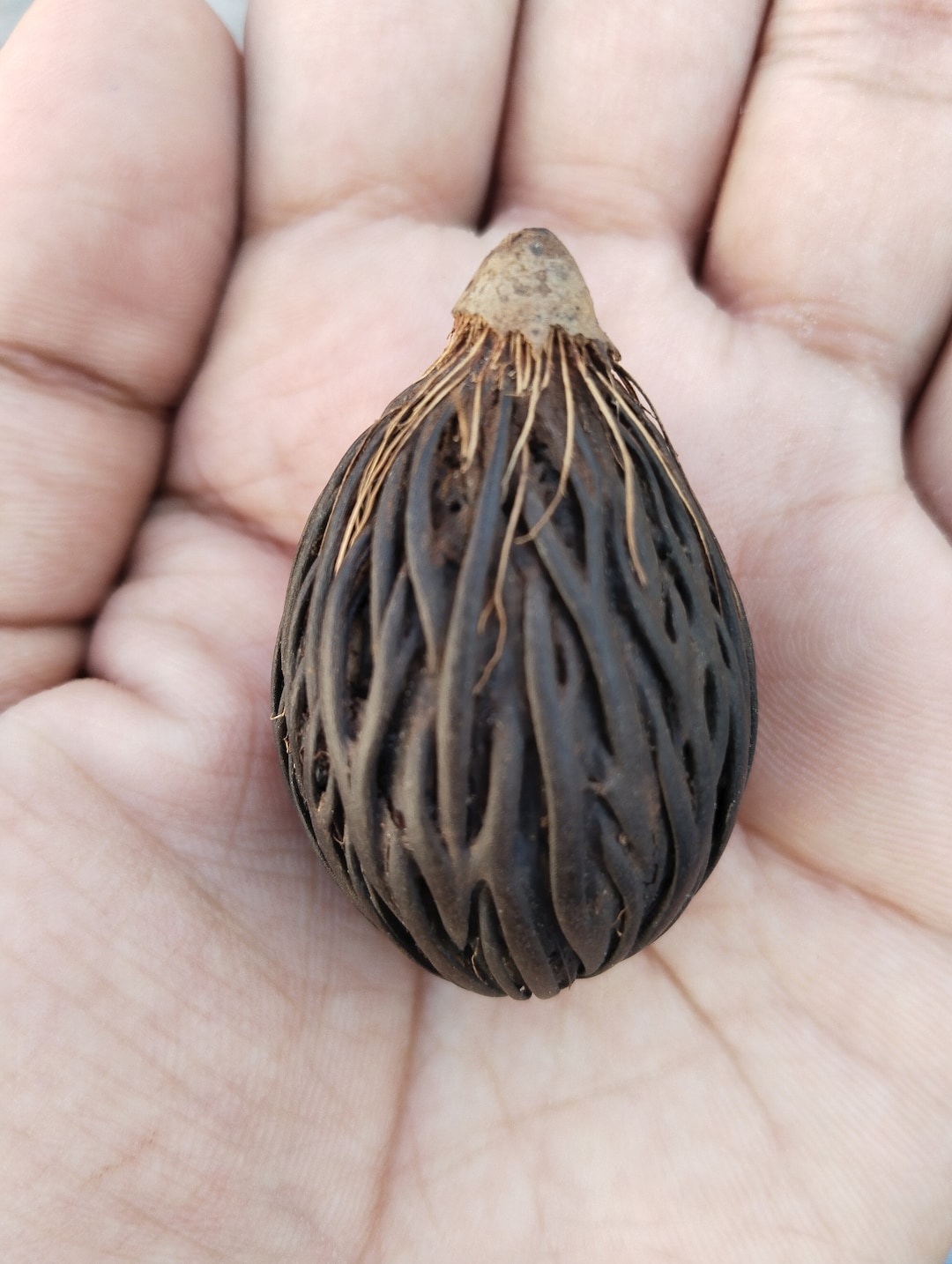 Super Aghori Mantrik Holy Pod Trillionaire in Less Than 49 Days - Etsy