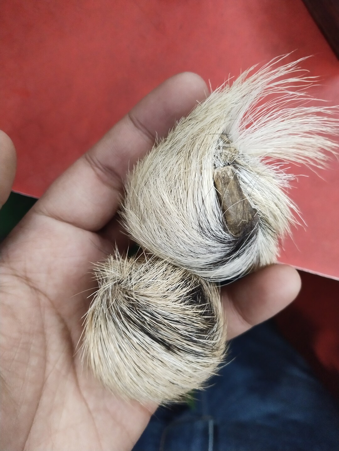 Siberian Deer Musk Pods 2 Full of Aromaticgrain Moschus Kasturi Misk ...