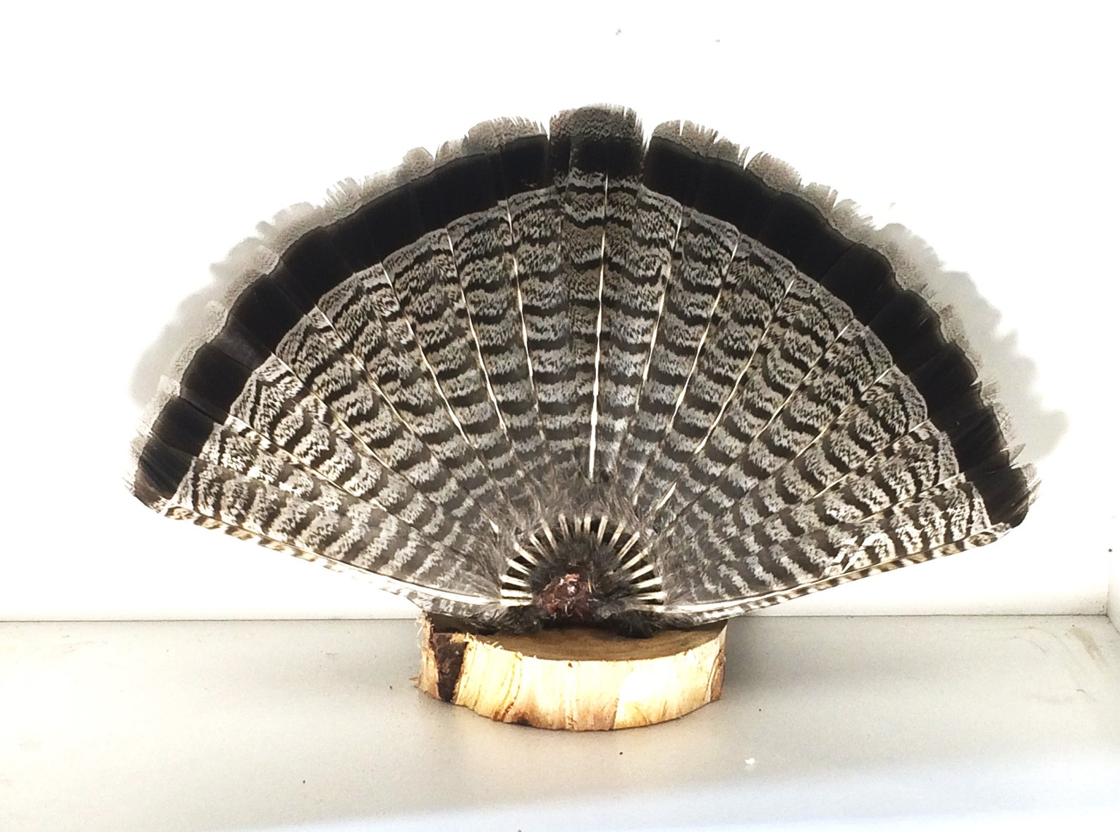 Mature Minnesota Ruffed Grouse Tail Fan Gray Color - Etsy