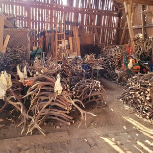 Wholesale Lot Deer Antler 5kg - 1000kg - Etsy