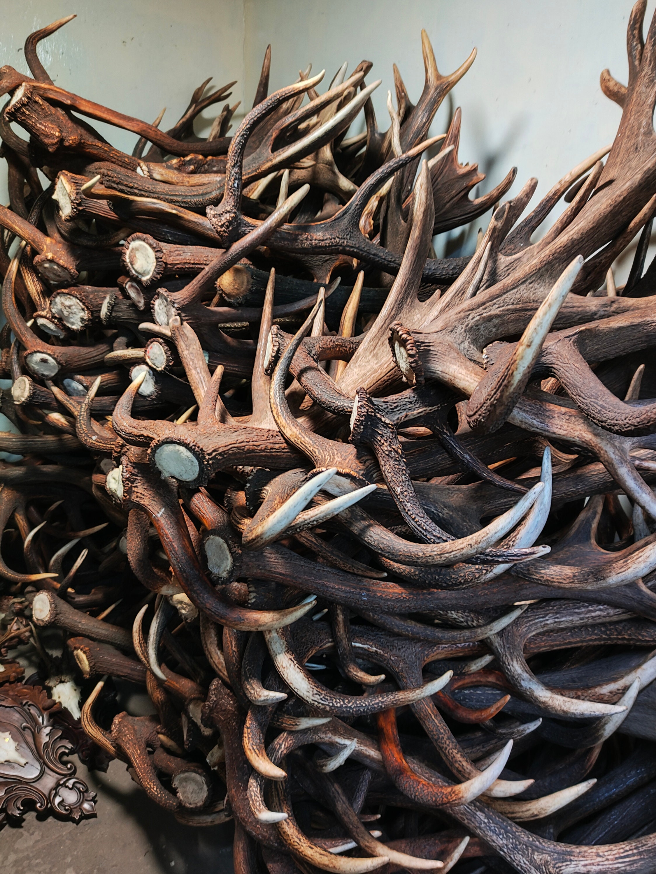 Wholesale Lot Deer Antler 5kg - 1000kg - Etsy UK