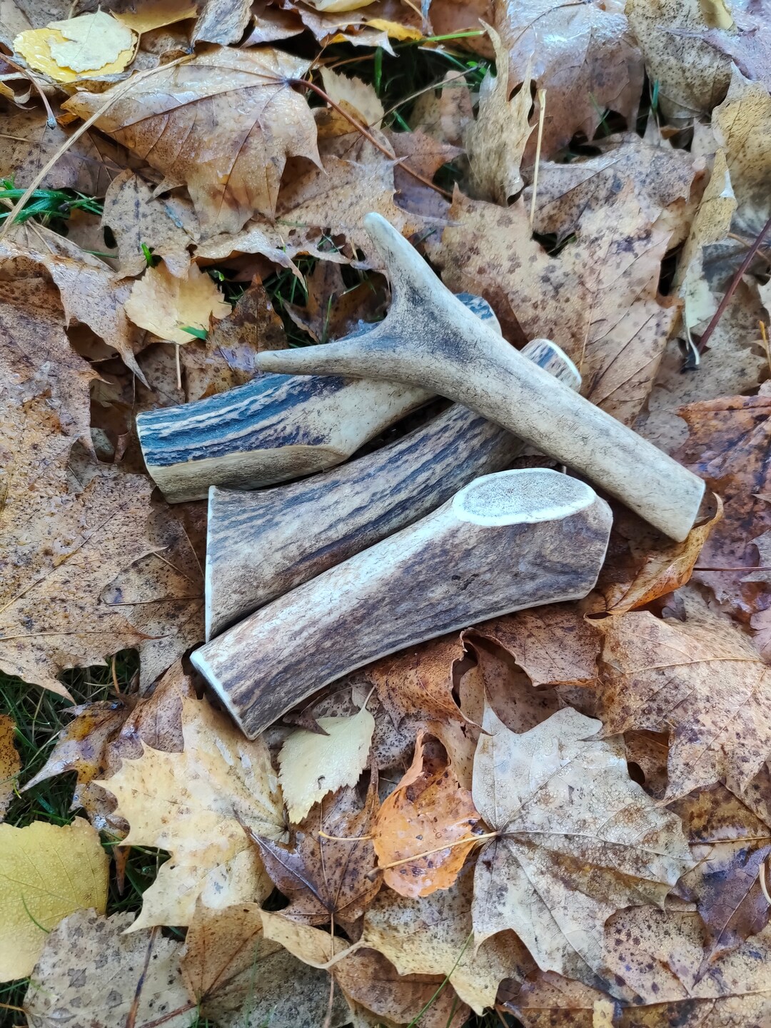 Chewing Antlers for Dogs and Puppies, Deer Antler, Antler Dog Treats ...