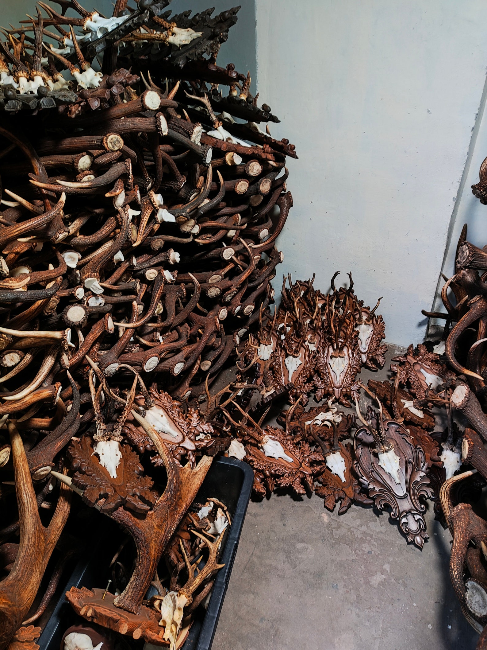 Wholesale Lot Deer Antler 5kg - 1000kg - Etsy