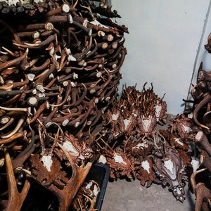 Wholesale Lot Deer Antler 5kg - 1000kg - Etsy