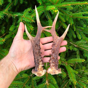 Whole Roe Antlers Pair, Deer Antlers, Decorative Antlers, Ornaments ...
