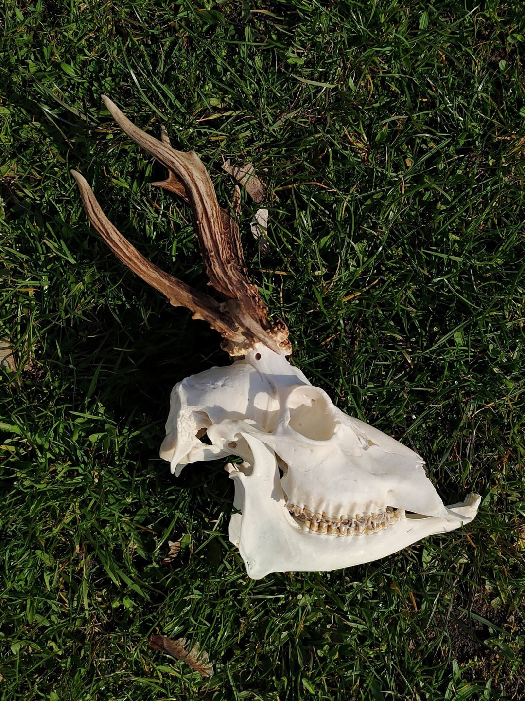 Roe Deer Skull Antler Deformity (set With a Jawbone), Unique Roe Deer ...