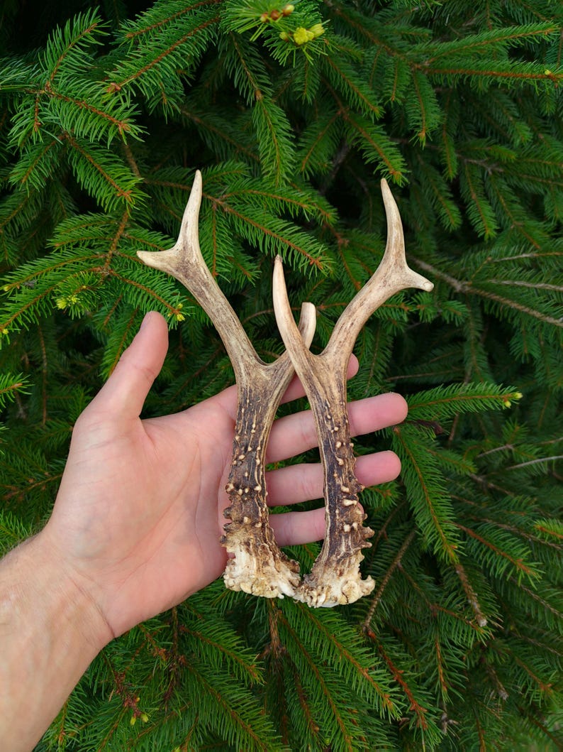 Whole Roe Antlers Pair, Deer Antlers, Decorative Antlers, Ornaments ...