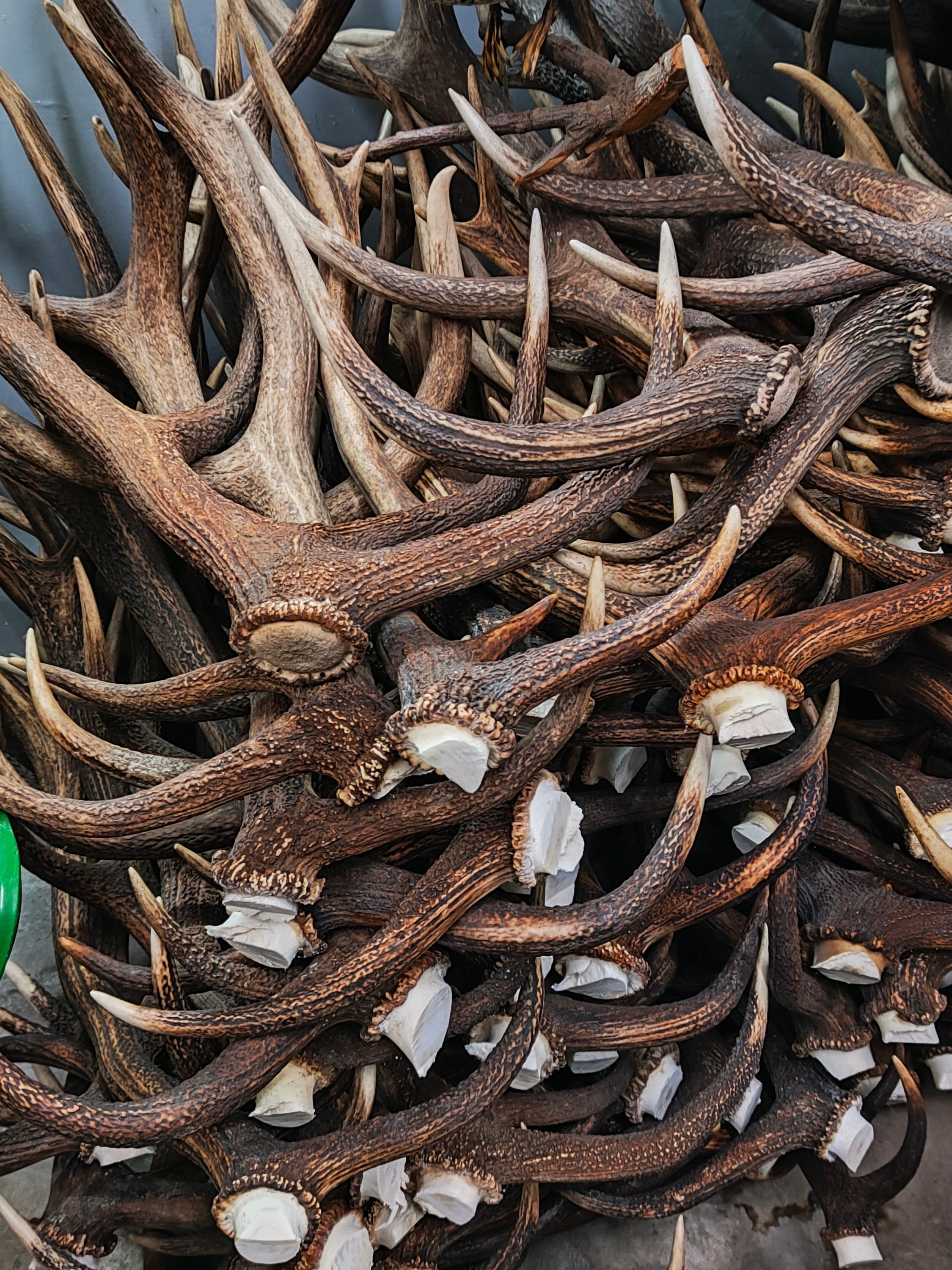 Wholesale Lot Deer Antler 5kg - 1000kg - Etsy