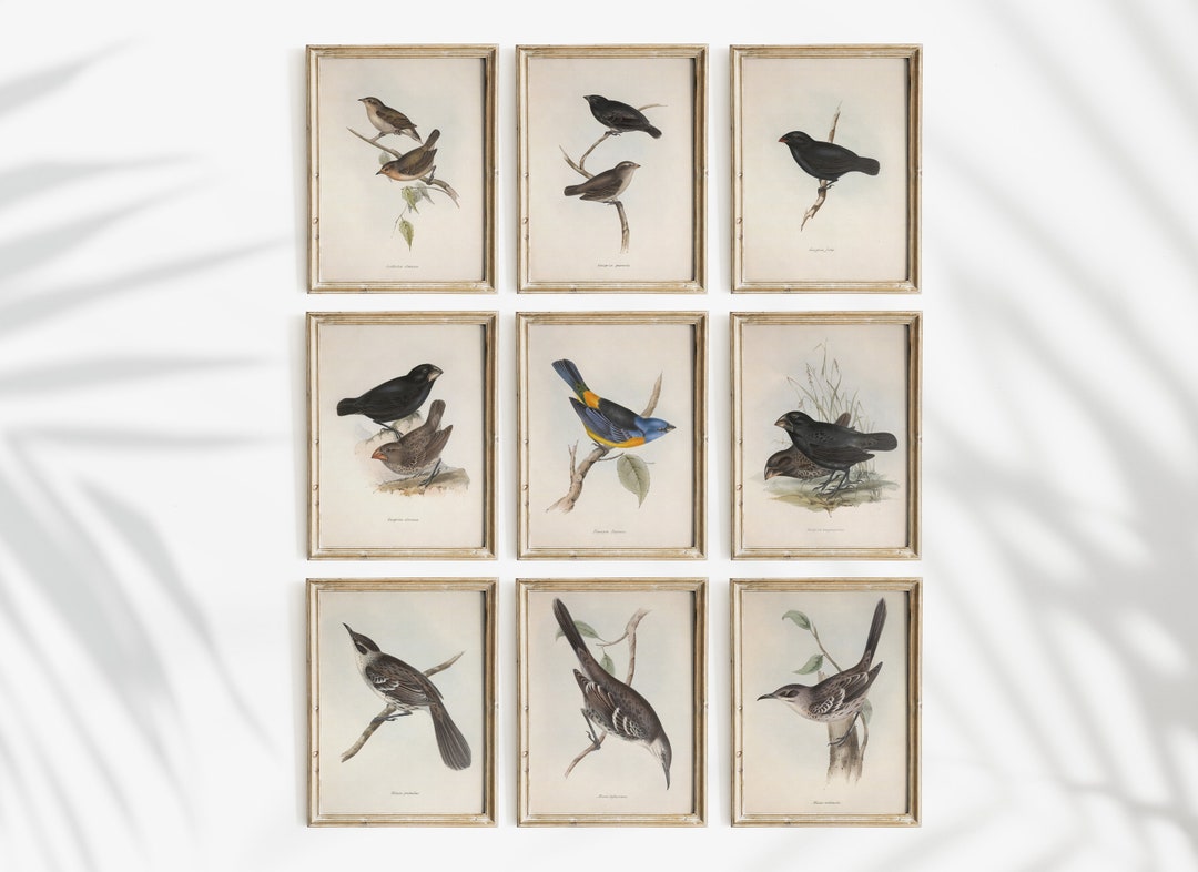 Set of 9 Vintage Bird Art Print, Antique Animal Painting Poster, Bird ...
