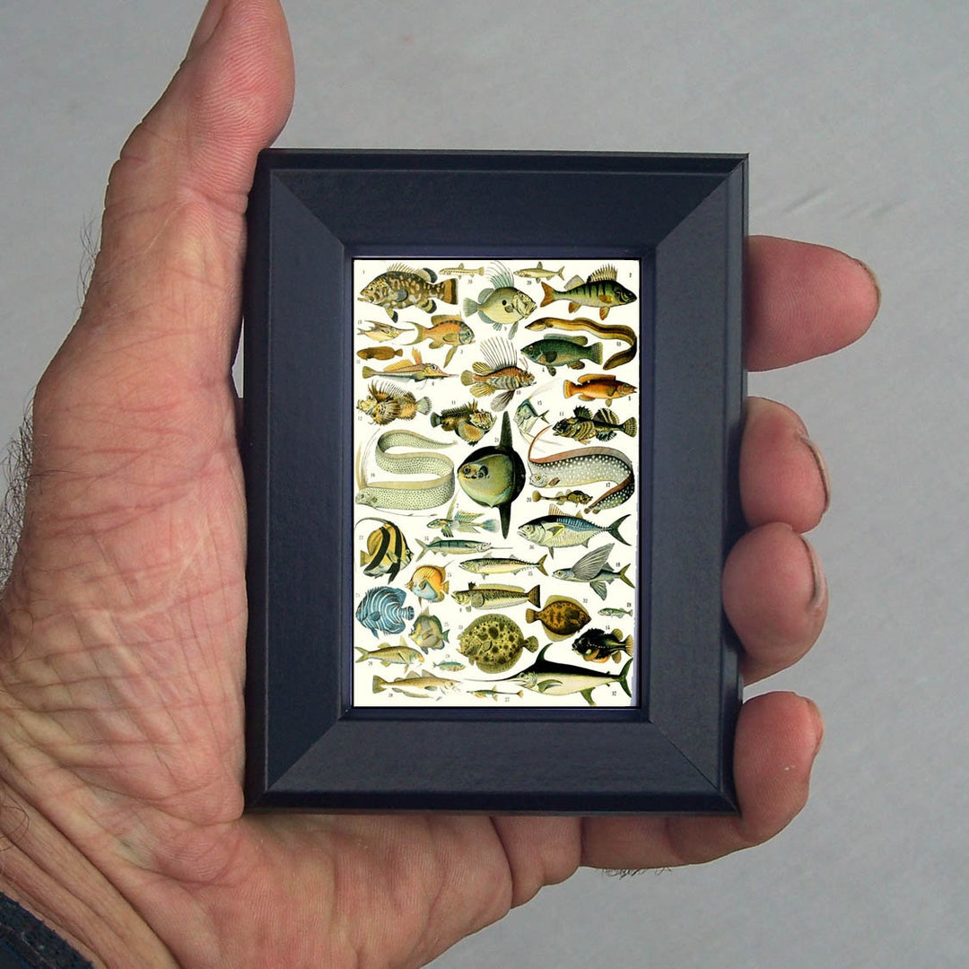 Fish Sea Creatures Print, Small Wall Art, Miniature Vintage Reprint ...