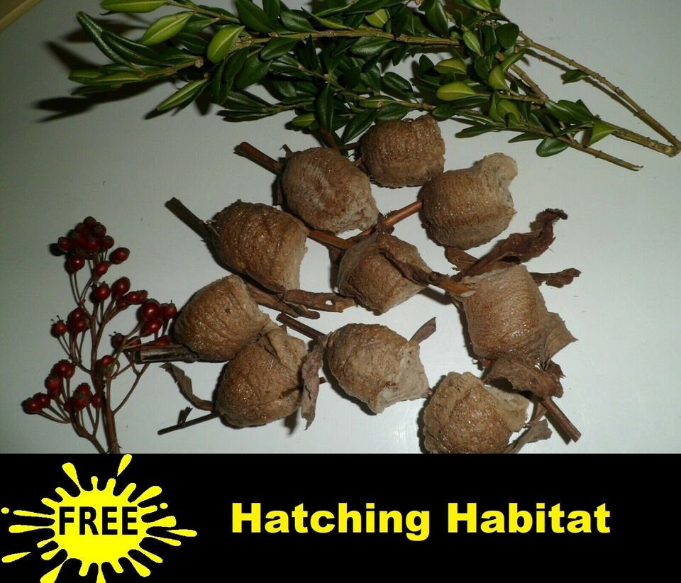 1 European & 1 Chinese Praying Mantis Egg Cases Picked Fresh 2024 ...