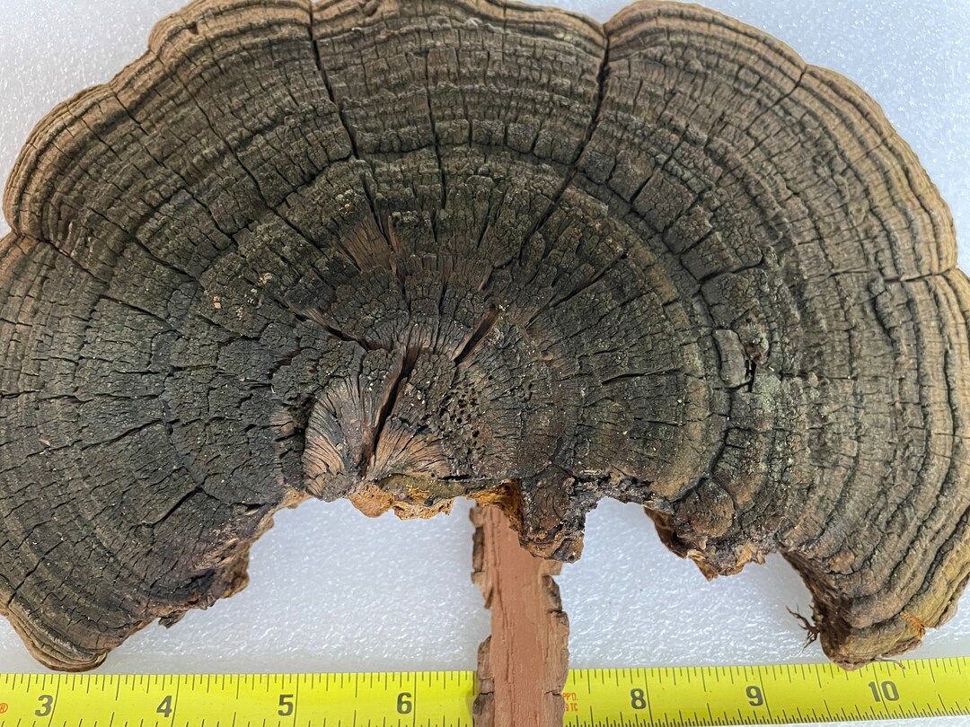Natural Large 11 Dried Tree Conk Shelf Mushroom Fungus for Painting or ...