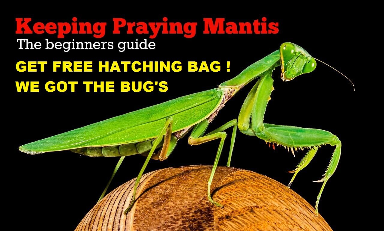 1 European Praying Mantis Egg Case Fresh Picked 2024 Crystal Clear ...