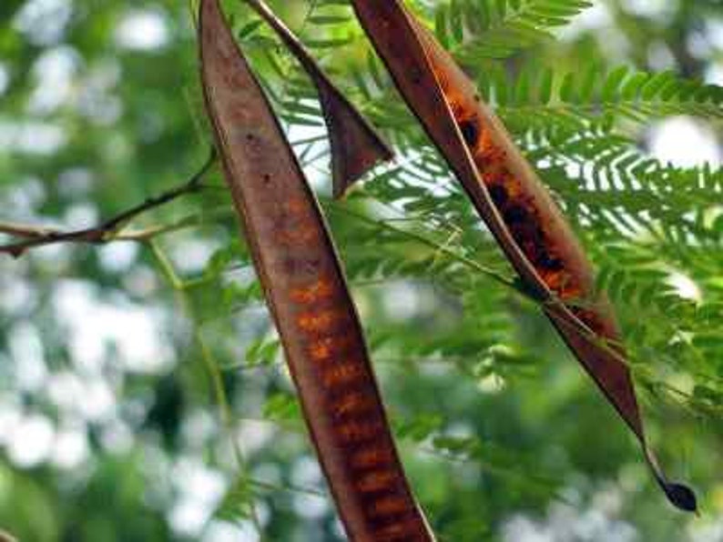 16 Honey Locust Tree Pods 16 Extra Large Honey Organic Dried Seed Pods ...