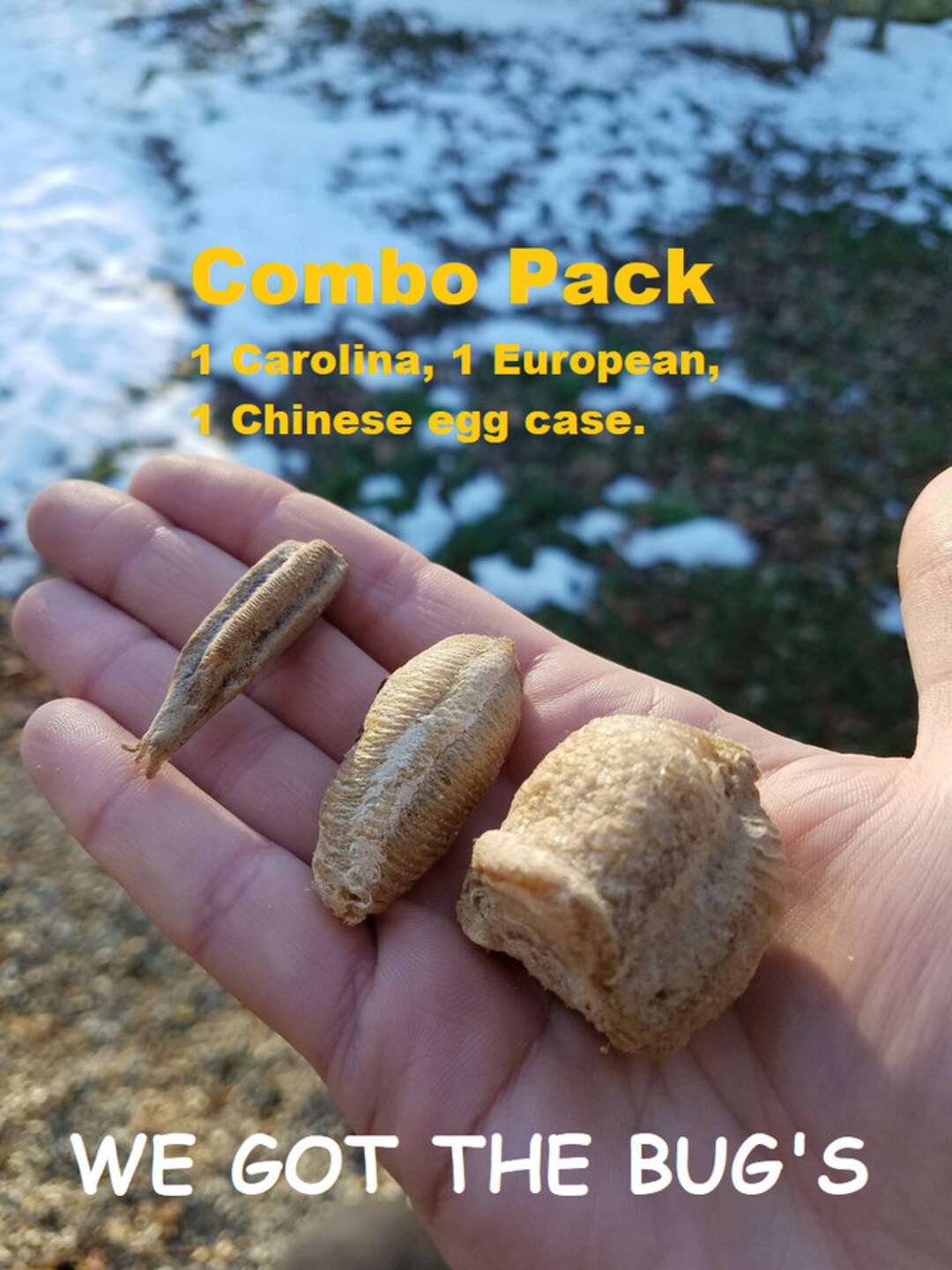 1 European 1 Chinese 1 Carolina Praying Mantis Egg Cases Combo Pack ...