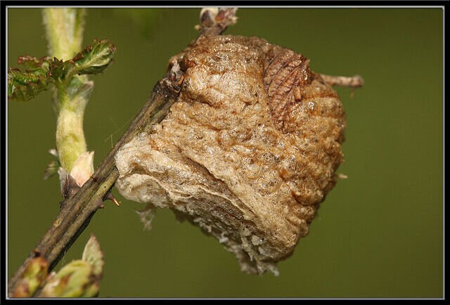 1 European & 1 Chinese Praying Mantis Egg Cases Picked Fresh 2024 ...