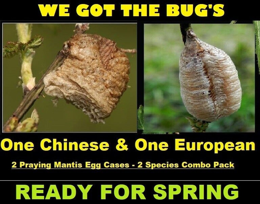 1 European & 1 Chinese Praying Mantis Egg Cases Picked Fresh 2024 ...
