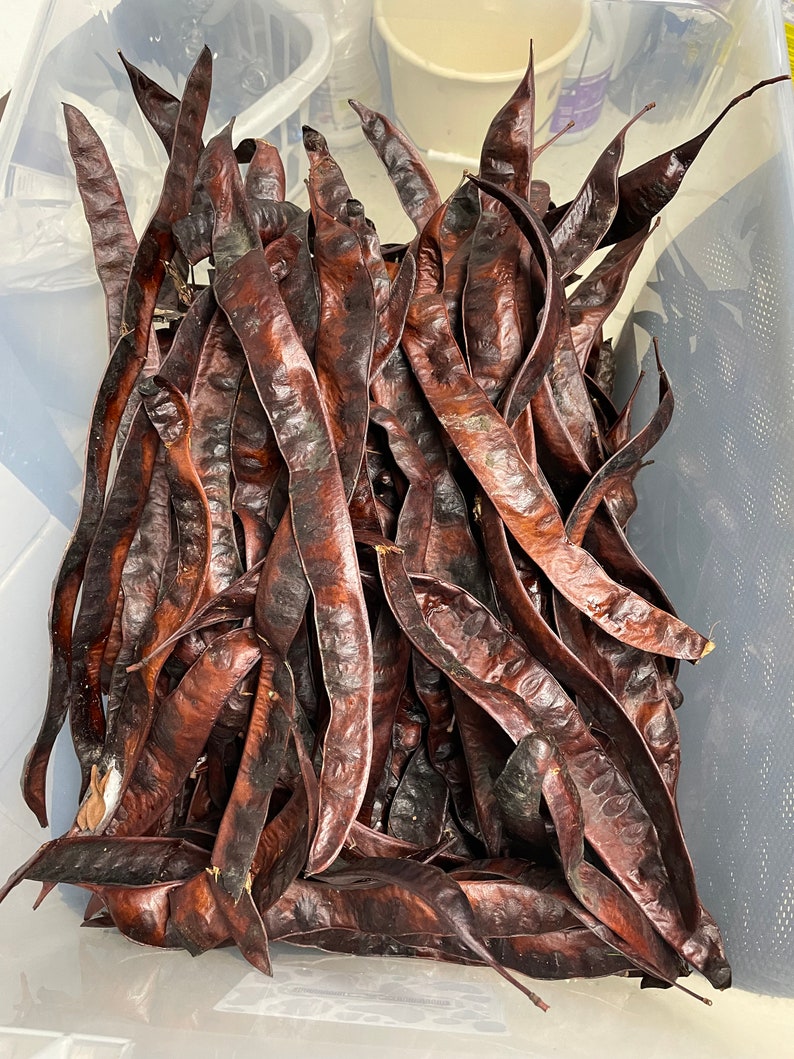 16 Honey Locust Tree Pods 16 Extra Large Honey Organic Dried Seed Pods ...