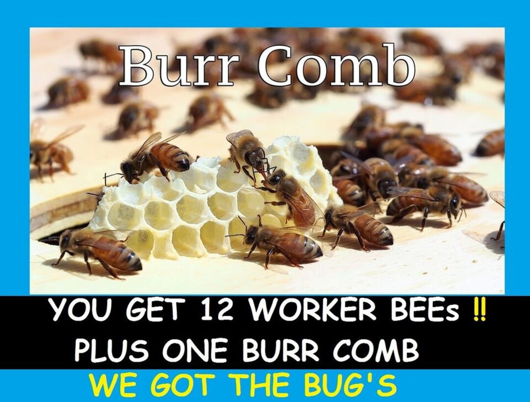 Freshly Dried Real USA Honeybee Natural Honeycomb 12 Free Bees - Etsy