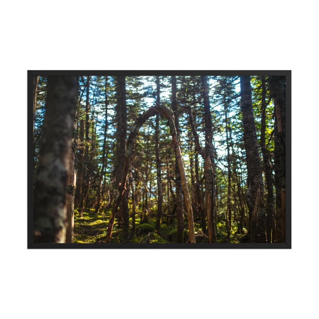 Guyot Tree - White Mountain National Forest - New Hampshire - Etsy